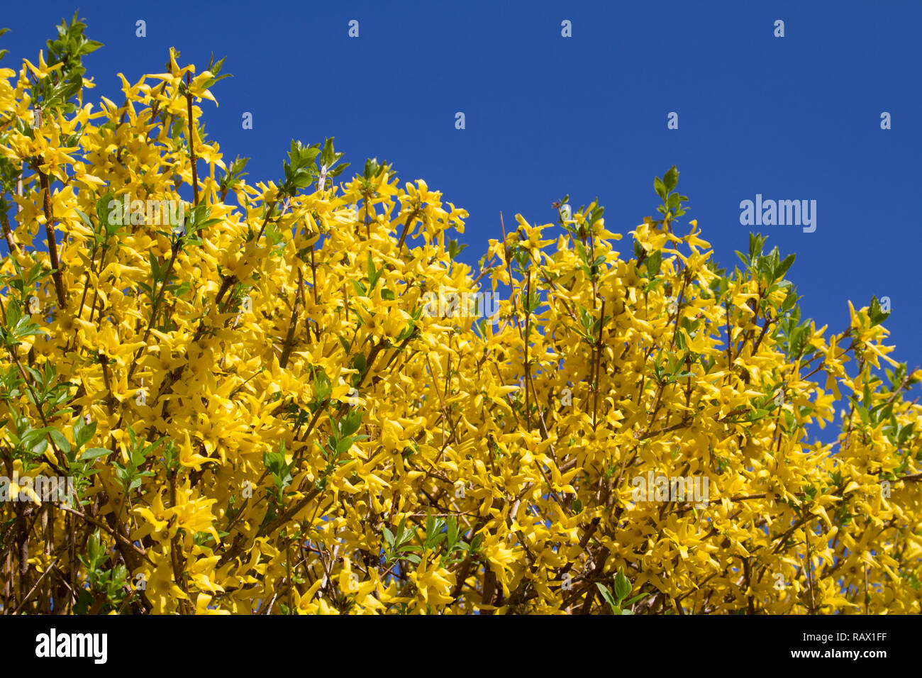 Budding flower clusters hi-res stock photography and images - Alamy