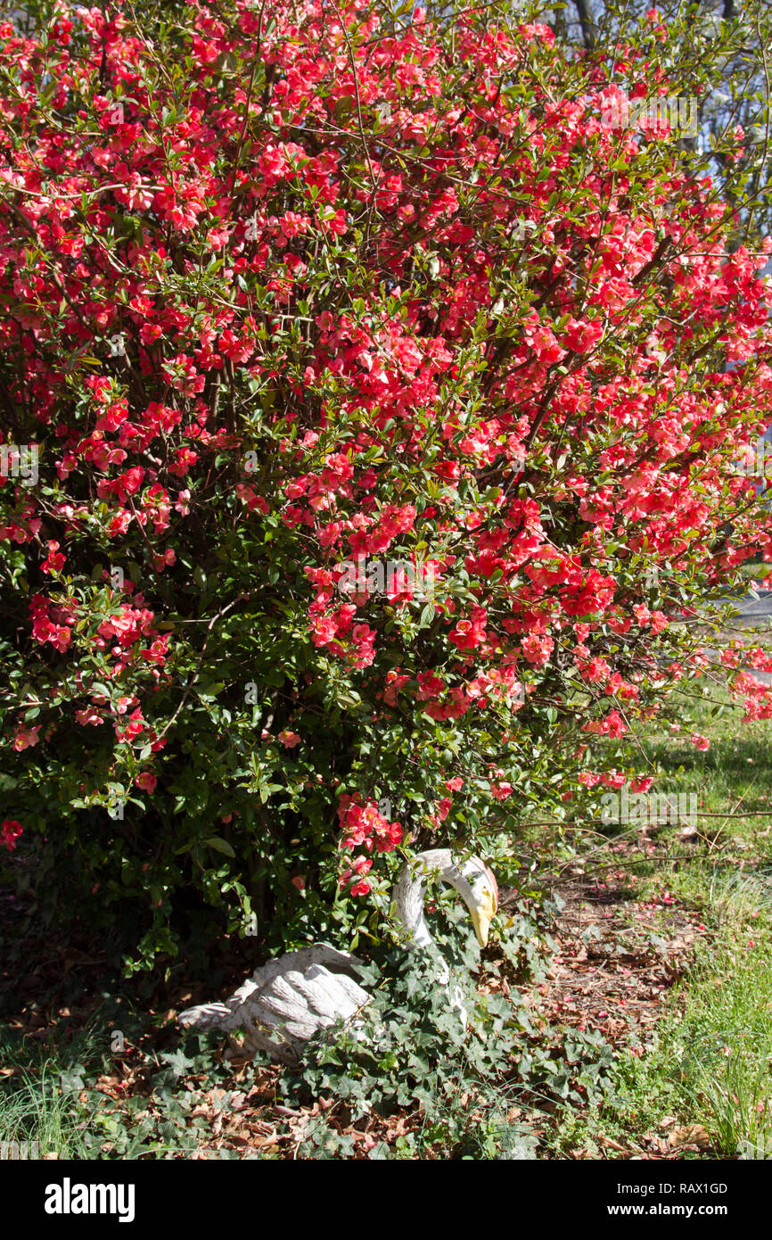 Red flowering Tree Stock Photo - Alamy