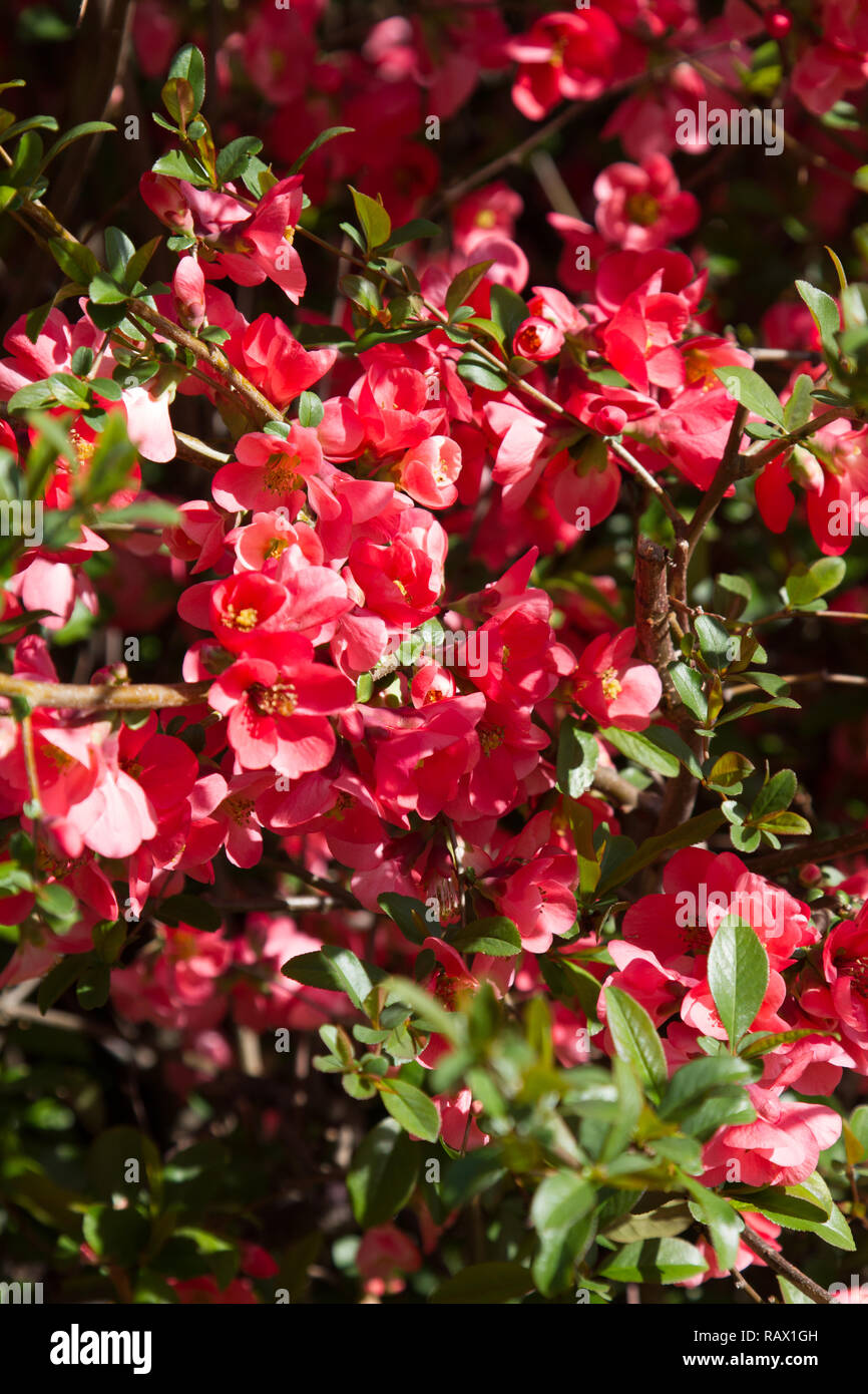 Red flowering Tree Stock Photo - Alamy