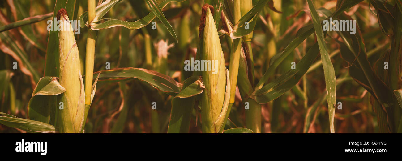 Sunny crops hi-res stock photography and images - Alamy