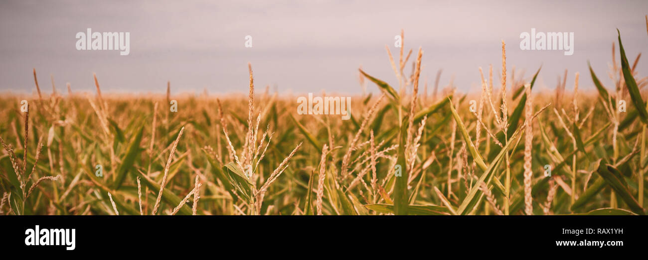 Sunny crops hi-res stock photography and images - Alamy