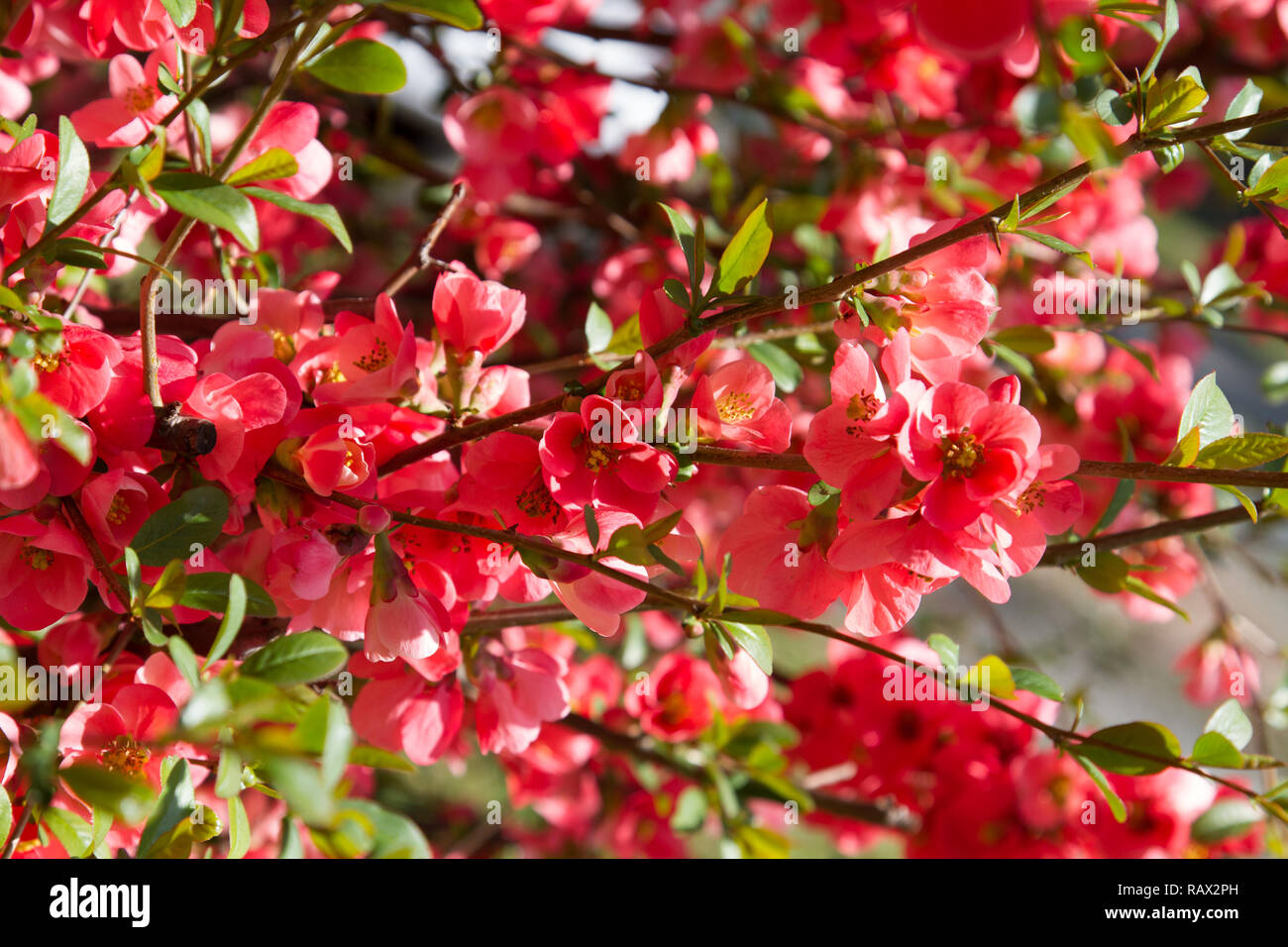 Red flowering Tree Stock Photo - Alamy