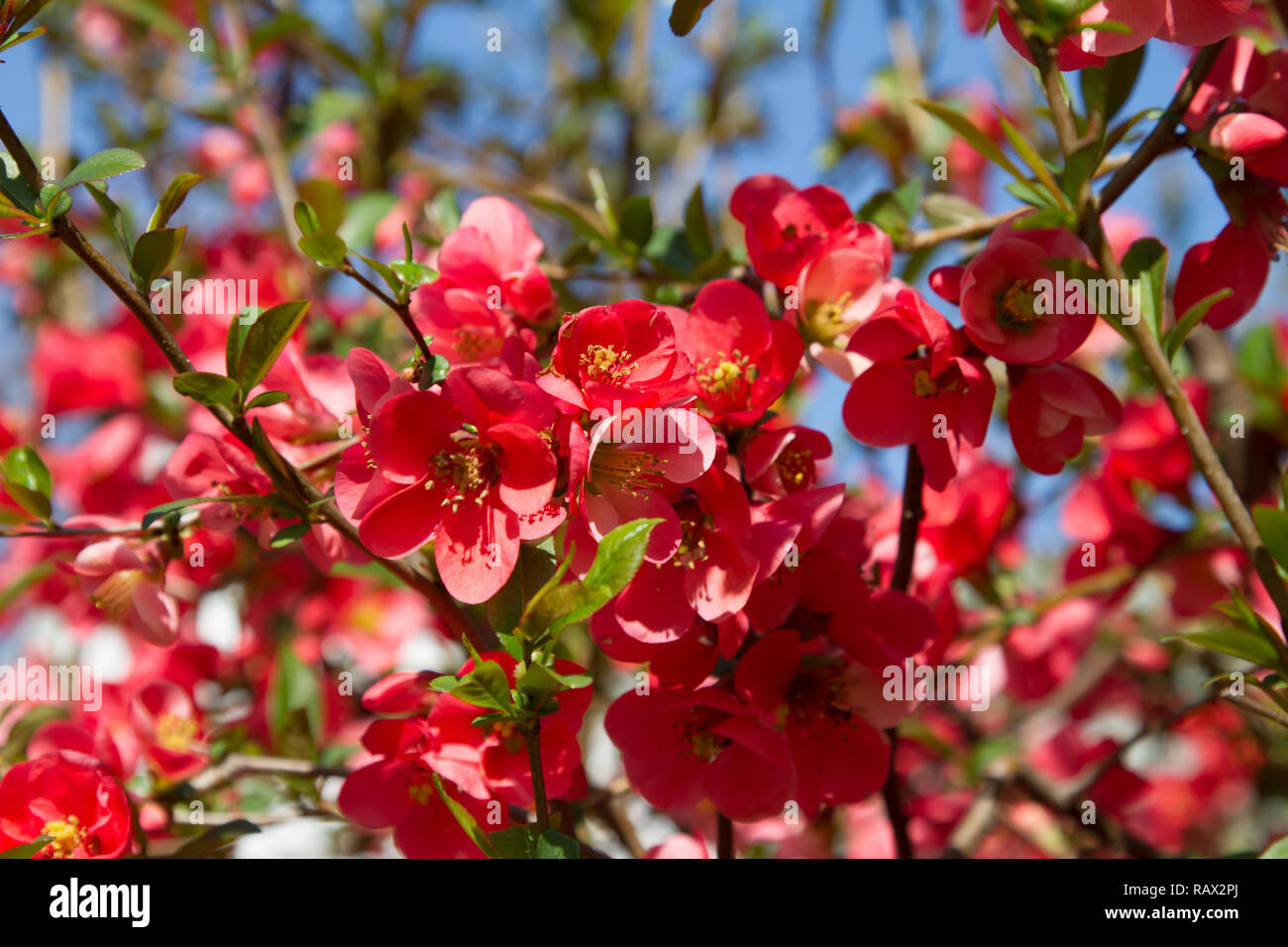 Red flowering Tree Stock Photo - Alamy