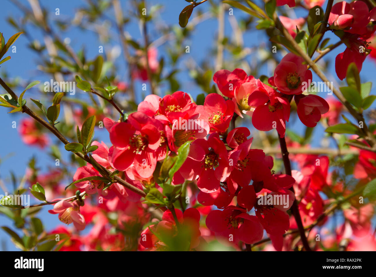 Red flowering Tree Stock Photo - Alamy