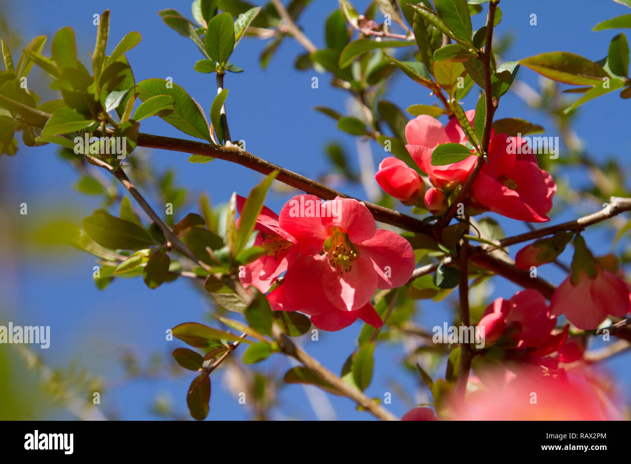 Red flowering Tree Stock Photo - Alamy