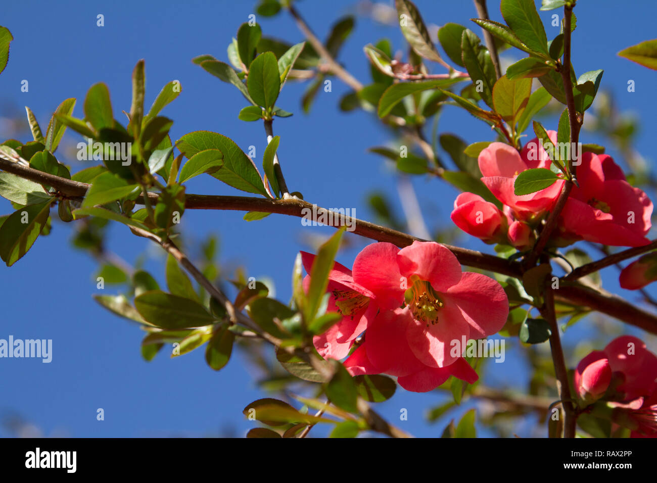 Red flowering Tree Stock Photo - Alamy