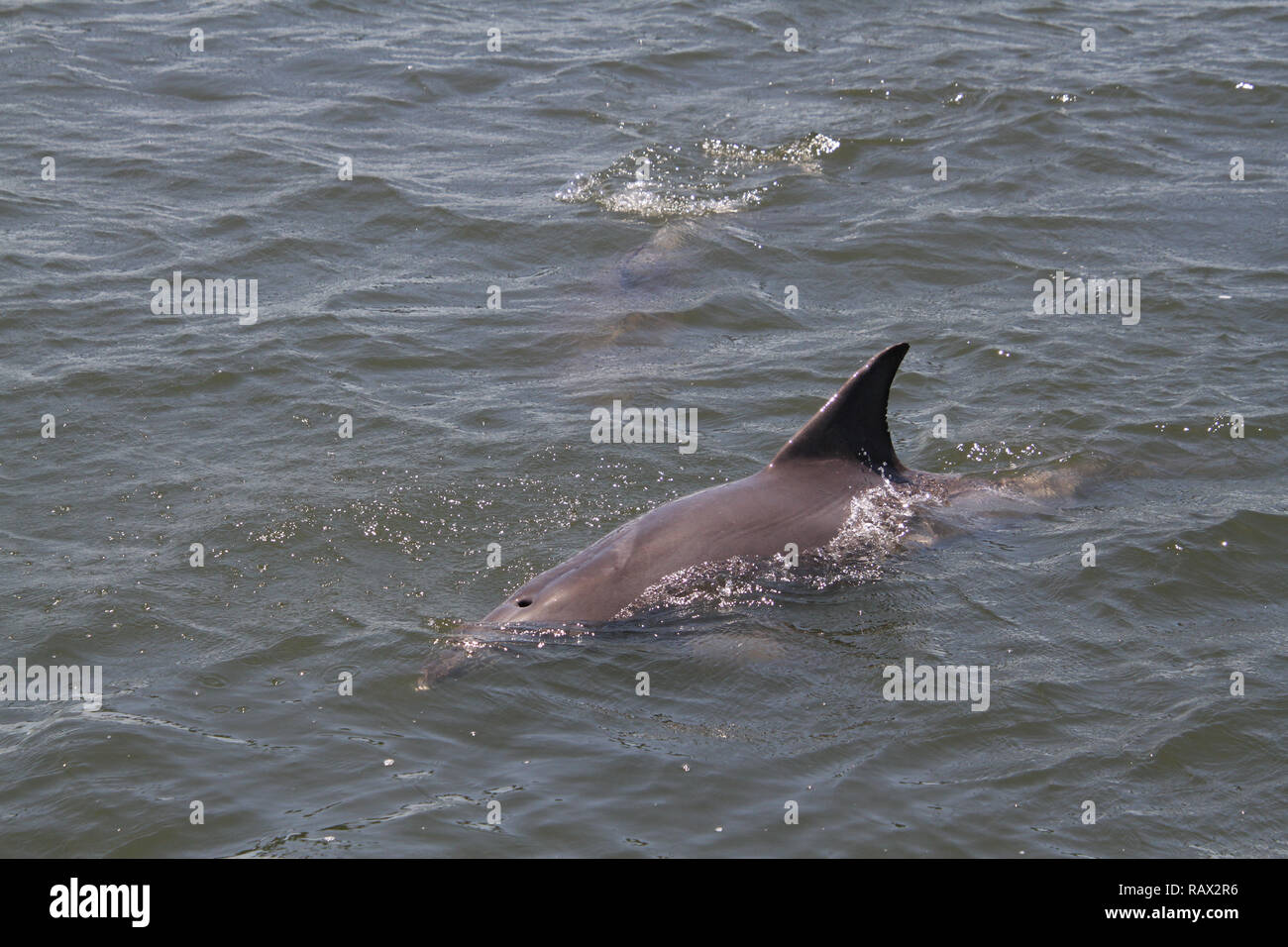 Dolphins in Port Stephens sighted in the area of Tea Gardens/Hawks Nest ...
