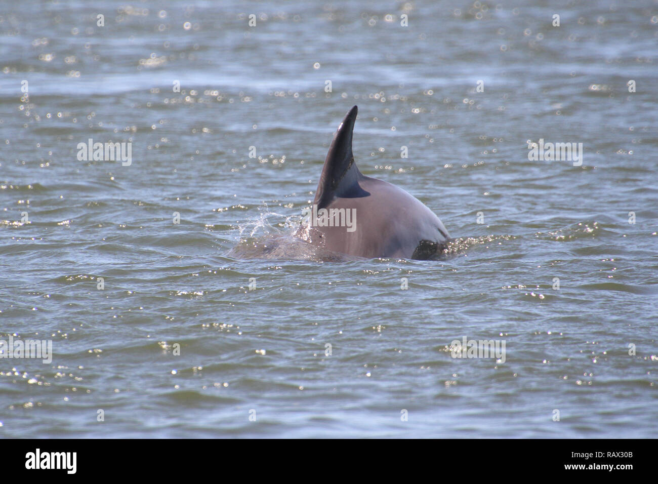 Dolphins in Port Stephens sighted in the area of Tea Gardens/Hawks Nest ...