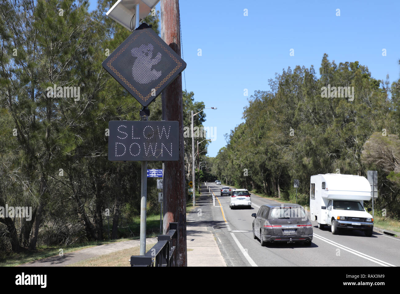 Kingfisher australia at nest hi-res stock photography and images - Alamy