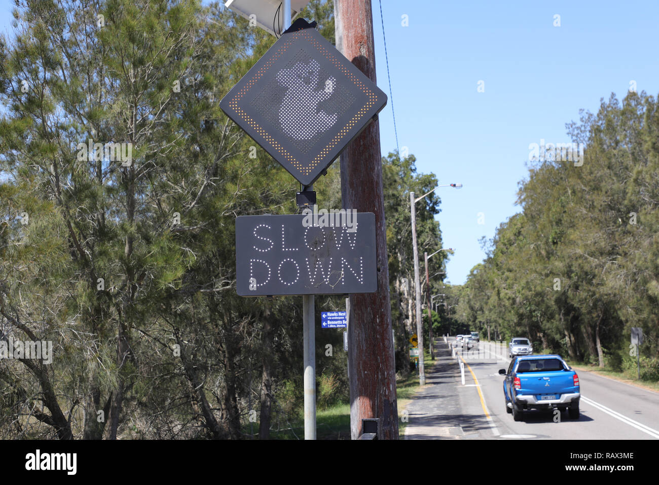Kingfisher australia at nest hi-res stock photography and images - Alamy