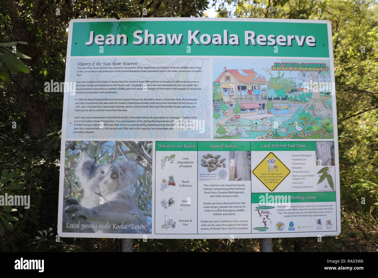 Jean Shaw Koala Reserve, Hawks Nest, Port Stephens, Australia Stock ...
