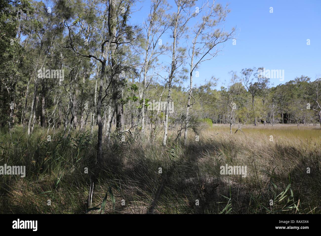 Jean Shaw Koala Reserve, Hawks Nest, Port Stephens, Australia Stock ...