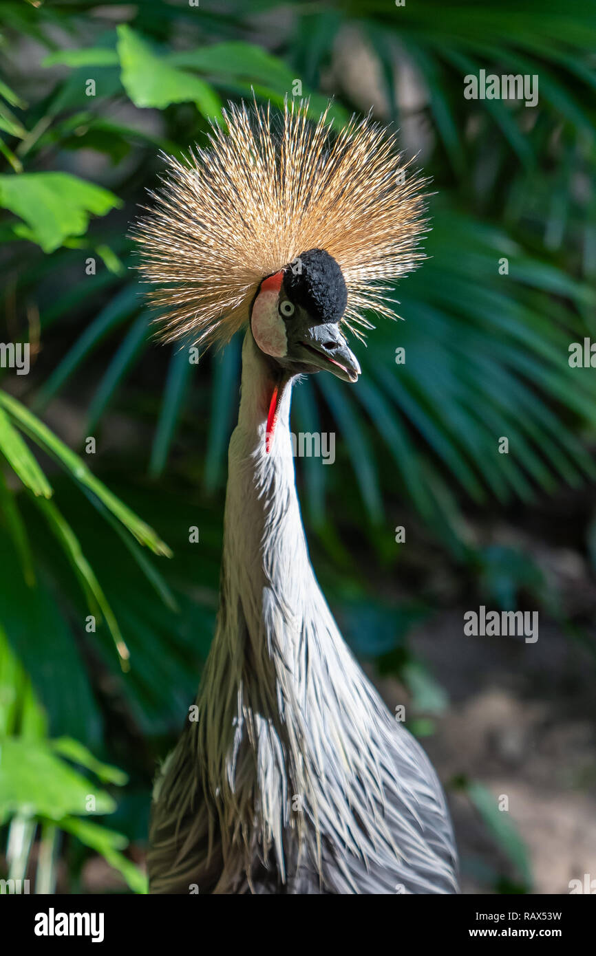 Grey crowned crane head and neck shot with beak slightly open Stock ...