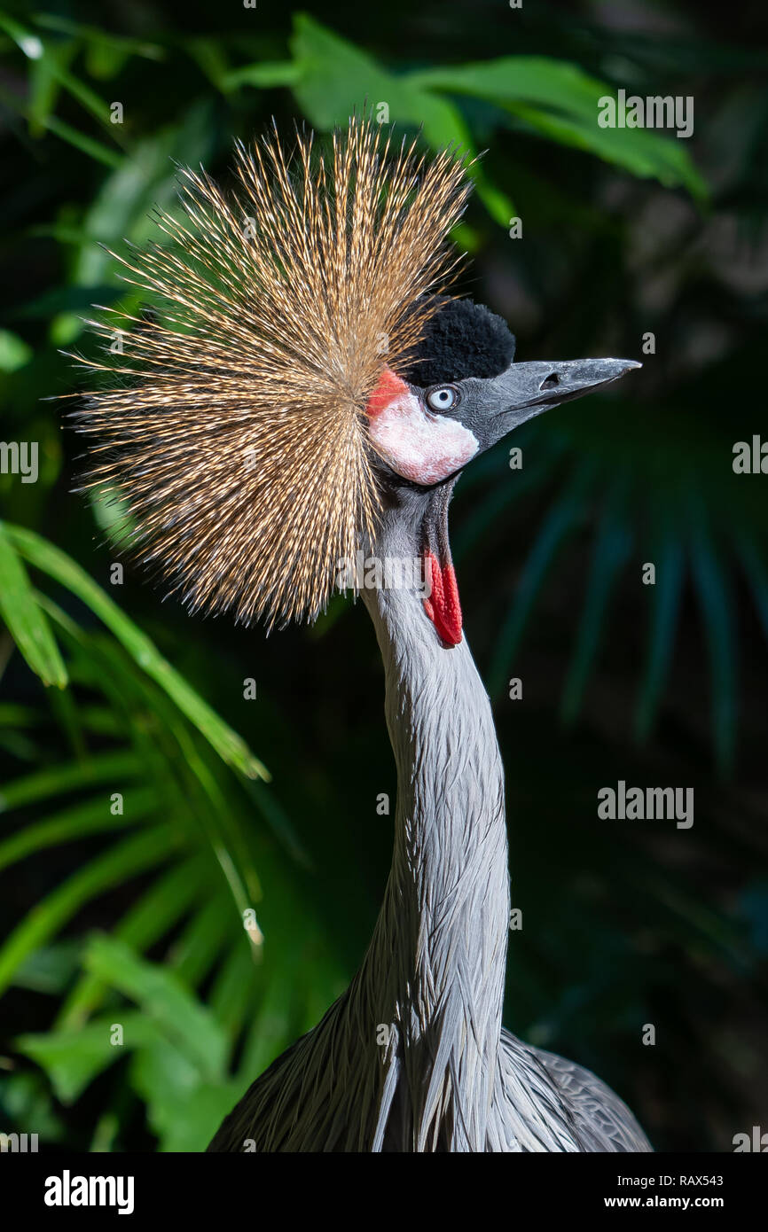 Grey crowned crane head and neck shot looking straight up Stock Photo ...