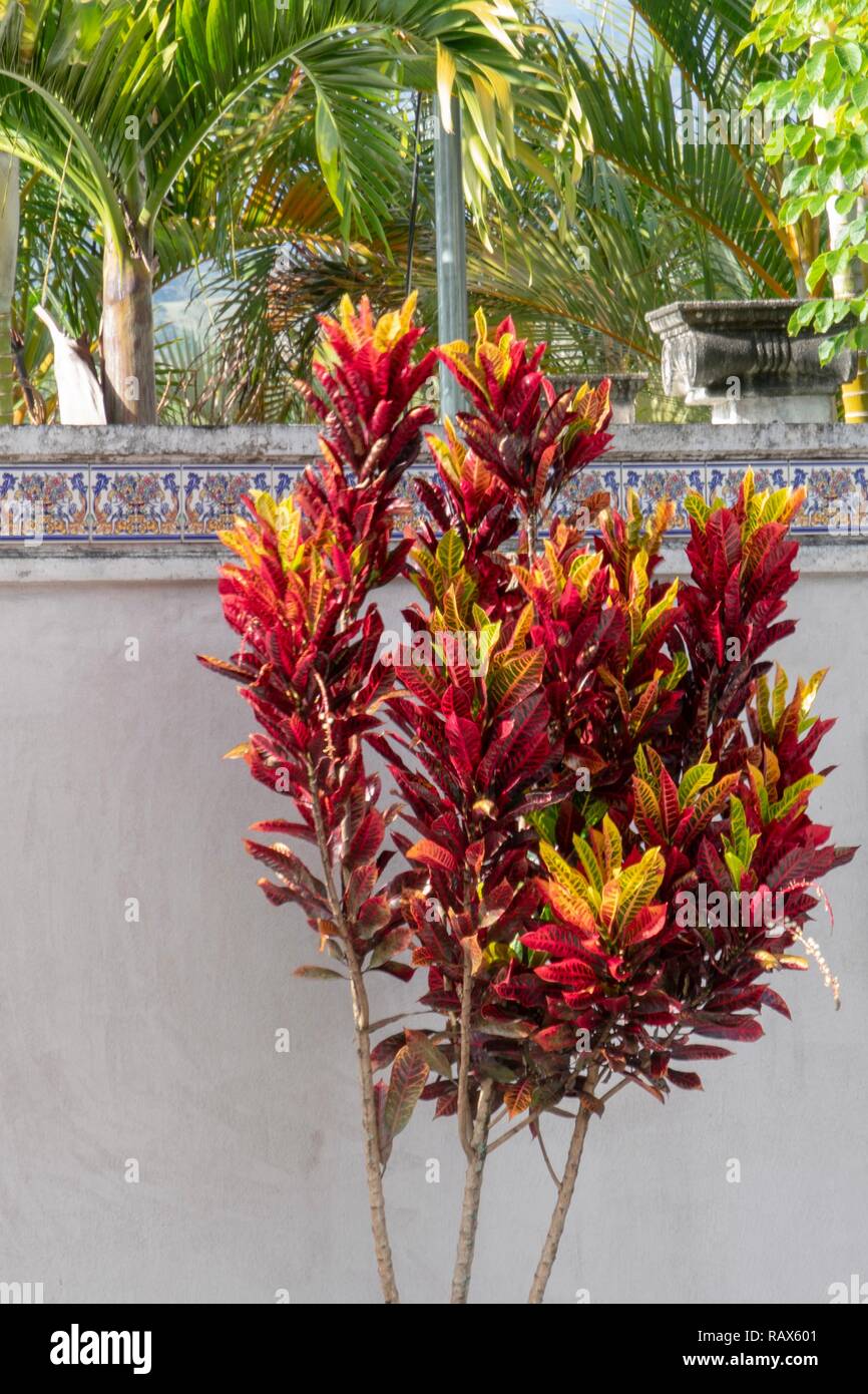 Colorful bush in the street Stock Photo - Alamy