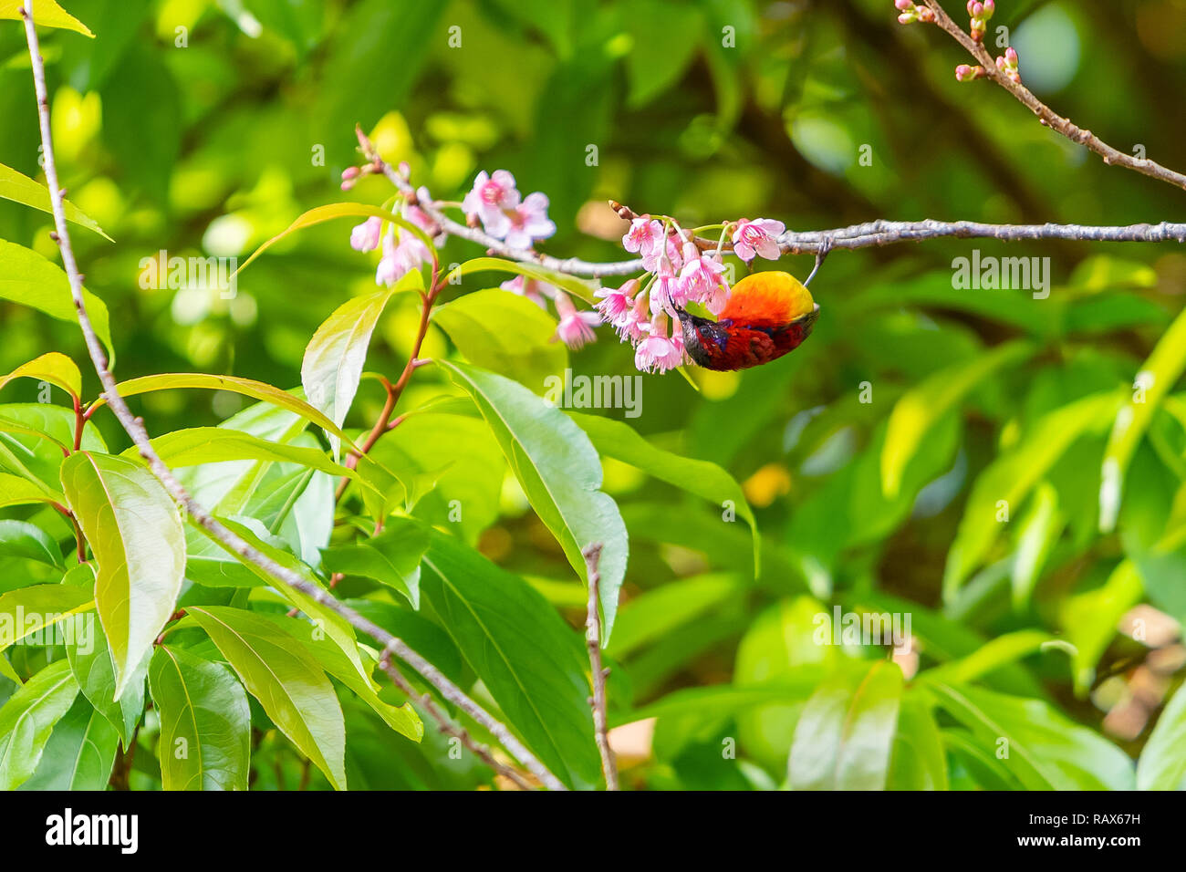 A colorful tiny Mrs.Gould's sunbird feed on a blooming Wild Himalayan ...
