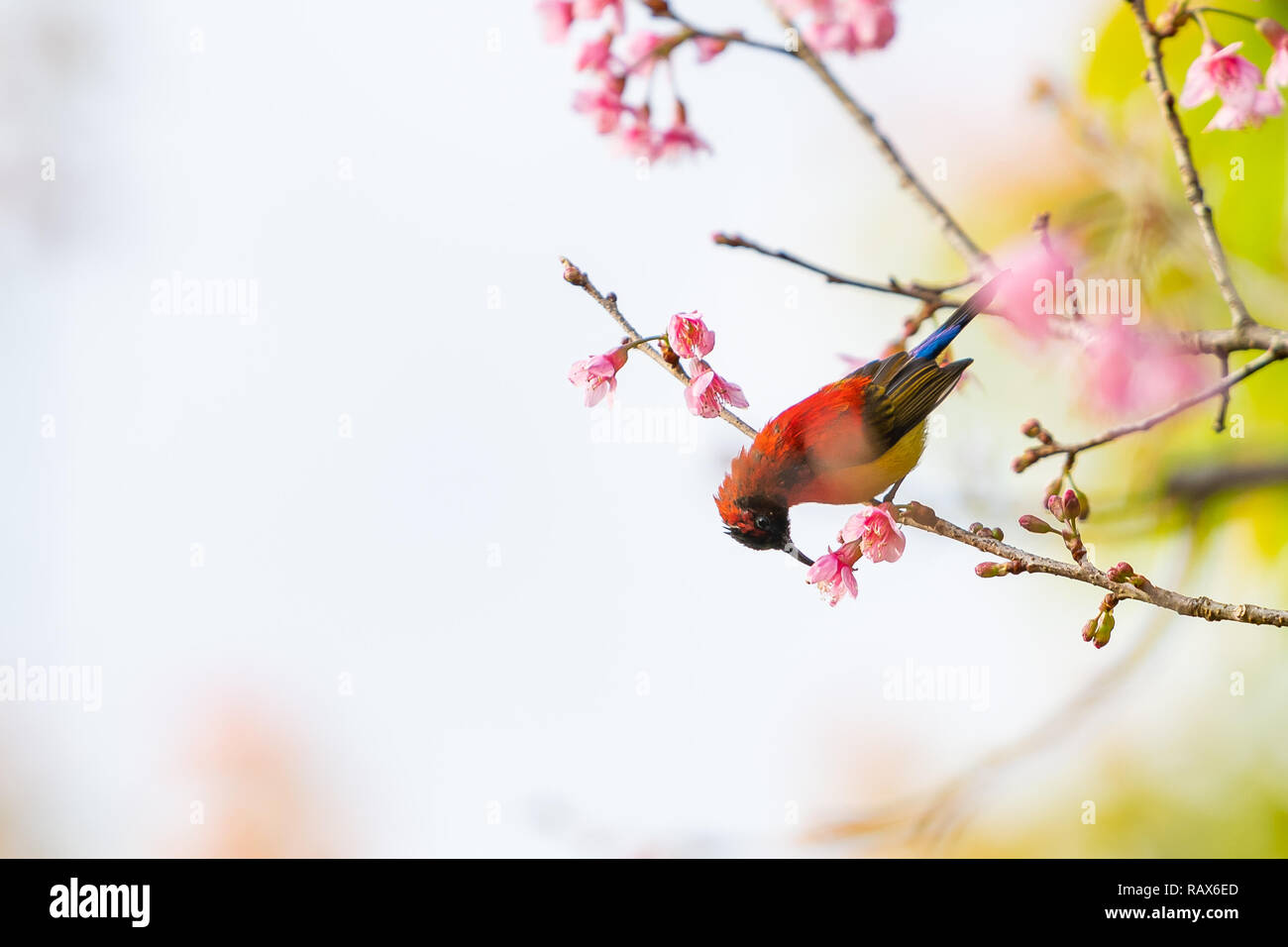 A colorful tiny Mrs.Gould's sunbird feed on a blooming Wild Himalayan ...