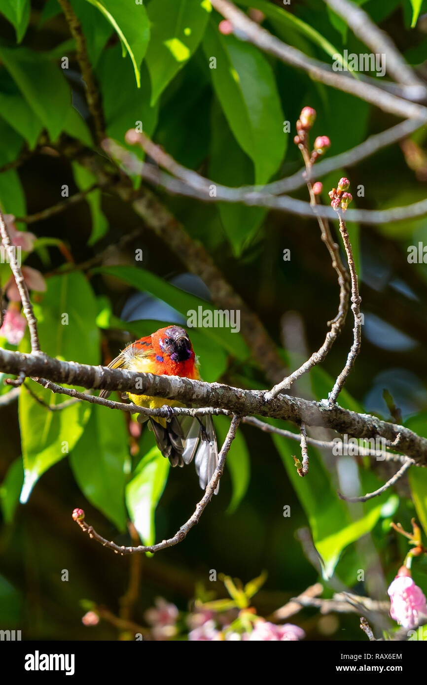 A colorful tiny Mrs.Gould's sunbird perch on Wild Himalayan Cherry ...