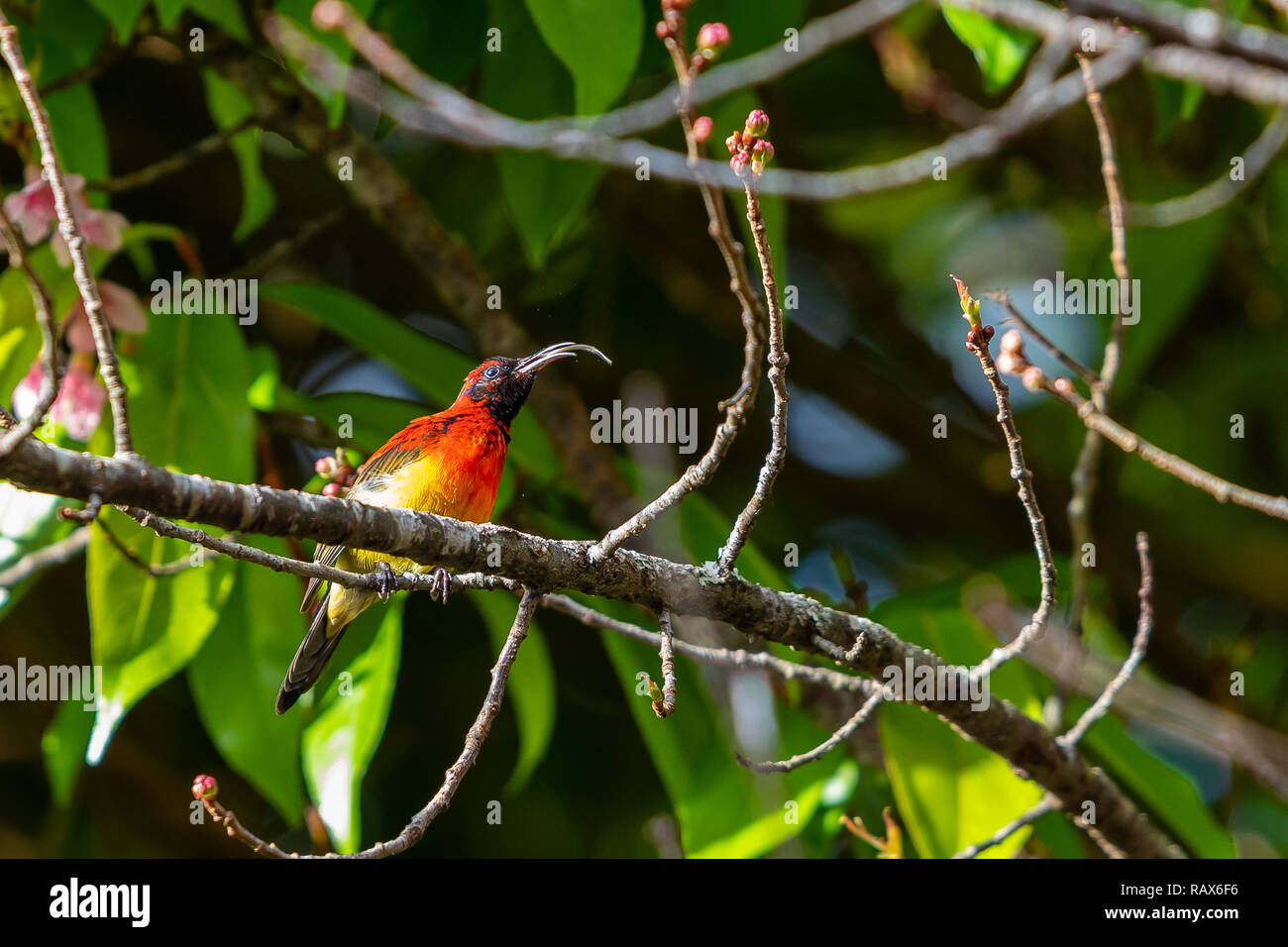 A colorful tiny Mrs.Gould's sunbird perch on Wild Himalayan Cherry ...