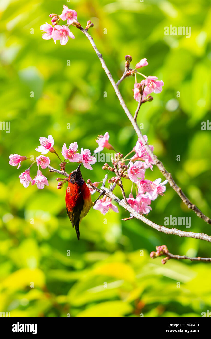 A colorful tiny Mrs.Gould's sunbird perch on Wild Himalayan Cherry ...