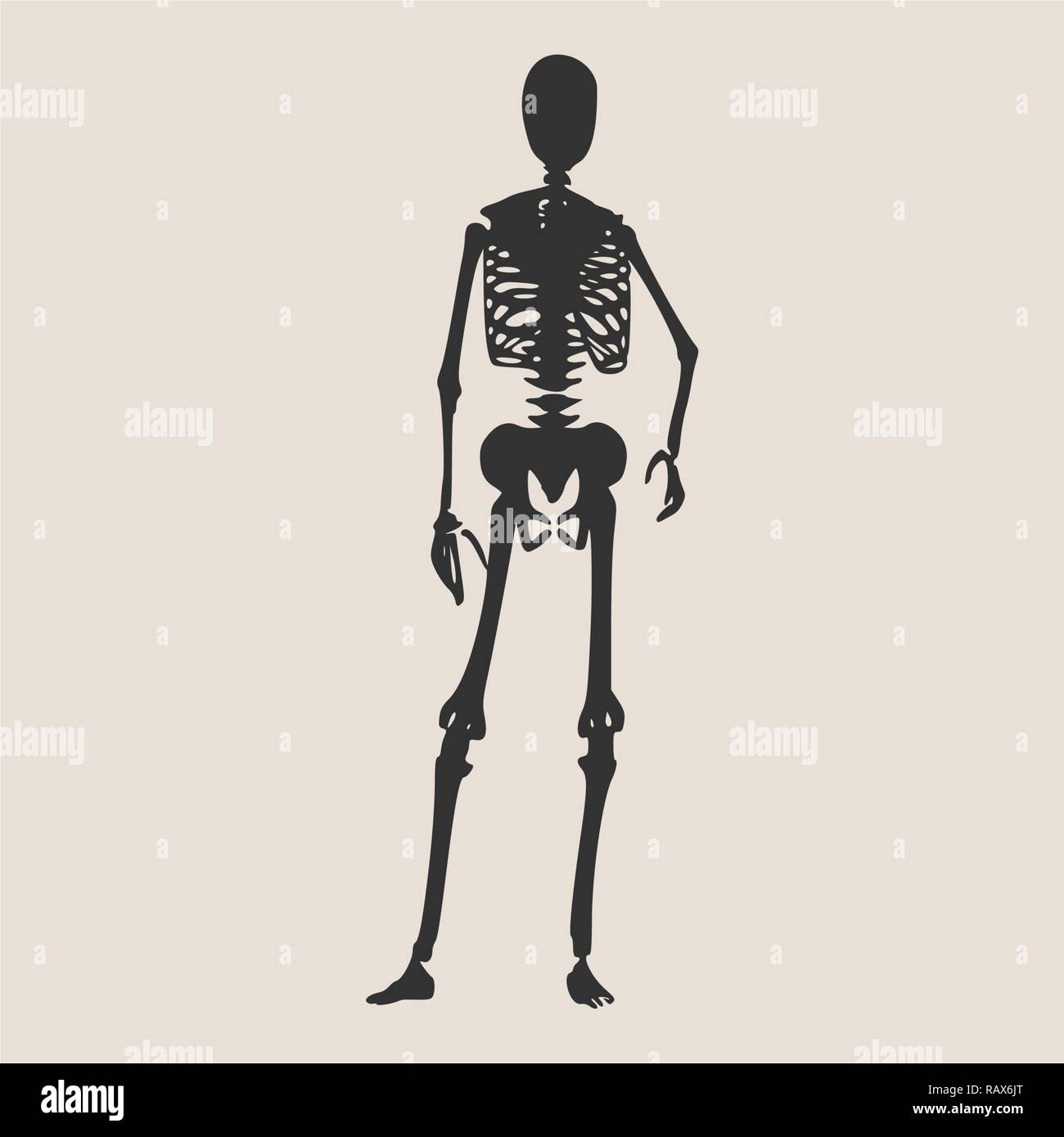 Halloween human skeleton Stock Vector Image & Art - Alamy