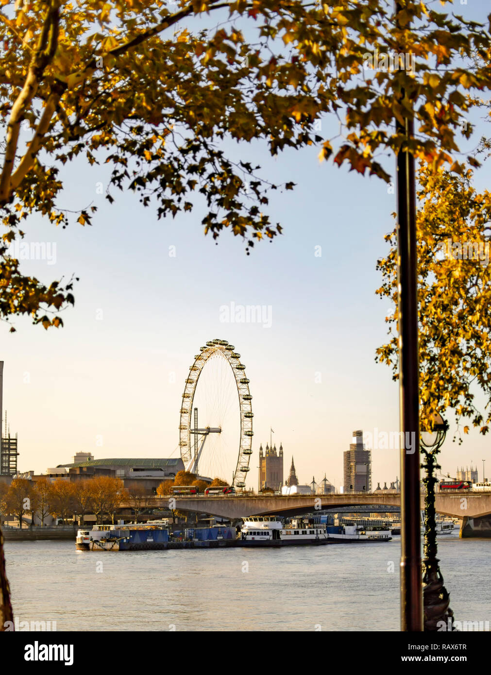 Tree london eye hi-res stock photography and images - Alamy