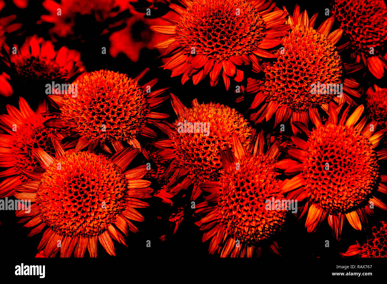 Anemone mums hi-res stock photography and images - Alamy