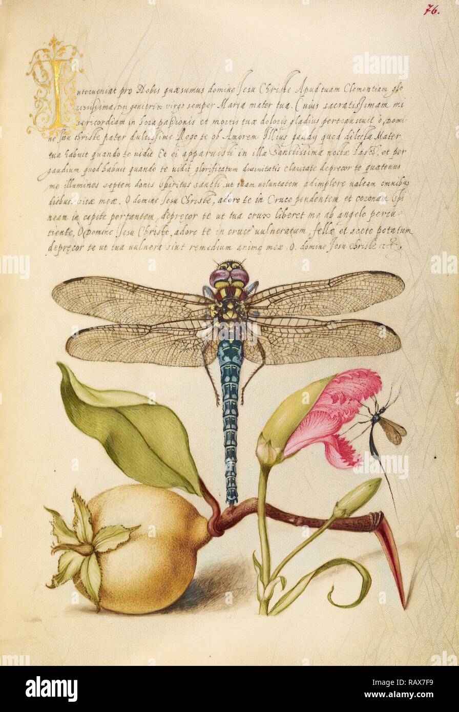 Dragonfly, Pear, Carnation, and Insect, Joris Hoefnagel, Flemish ...