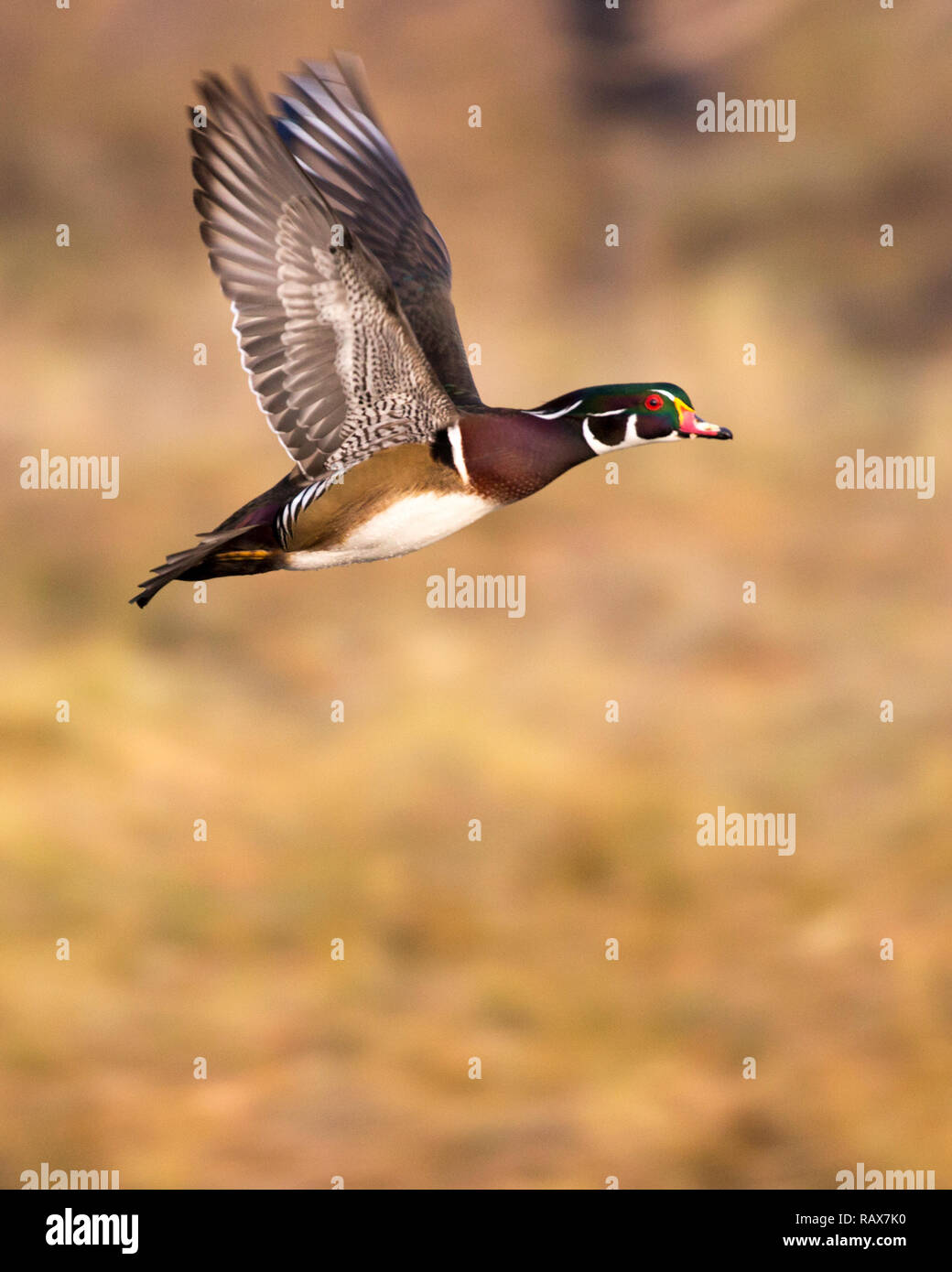 American ducks flying hi-res stock photography and images - Alamy