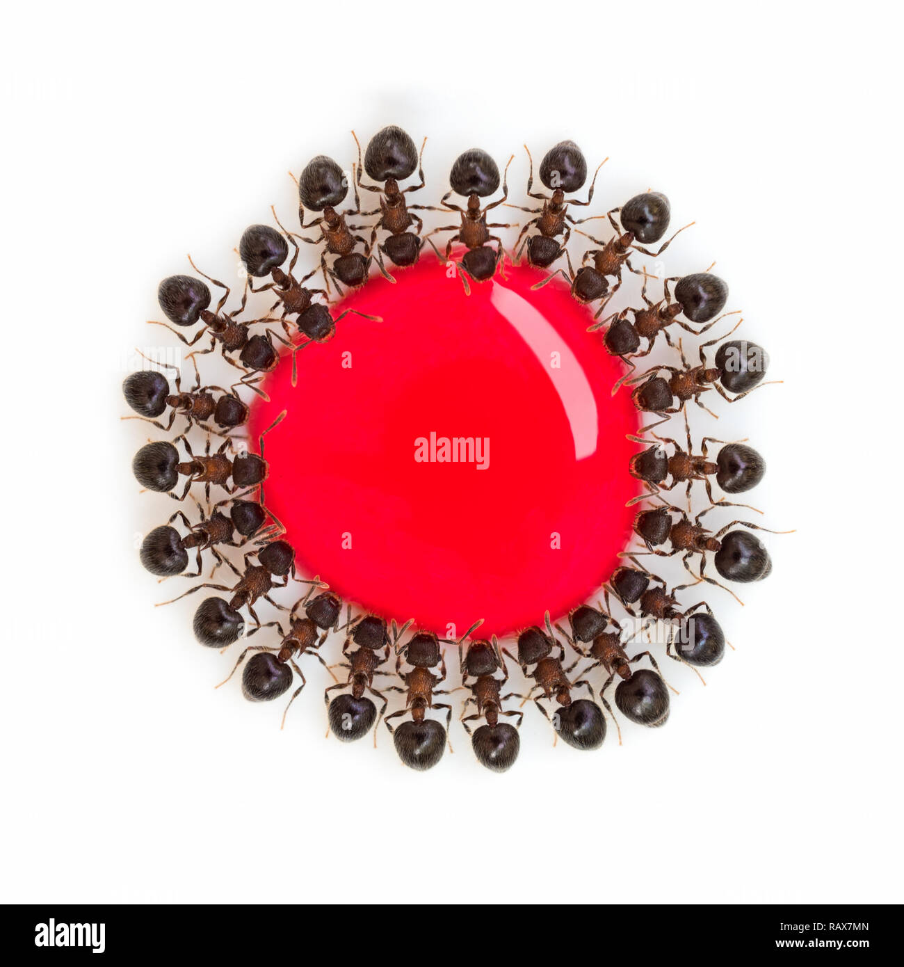 Ant on flower close up Cut Out Stock Images & Pictures - Alamy