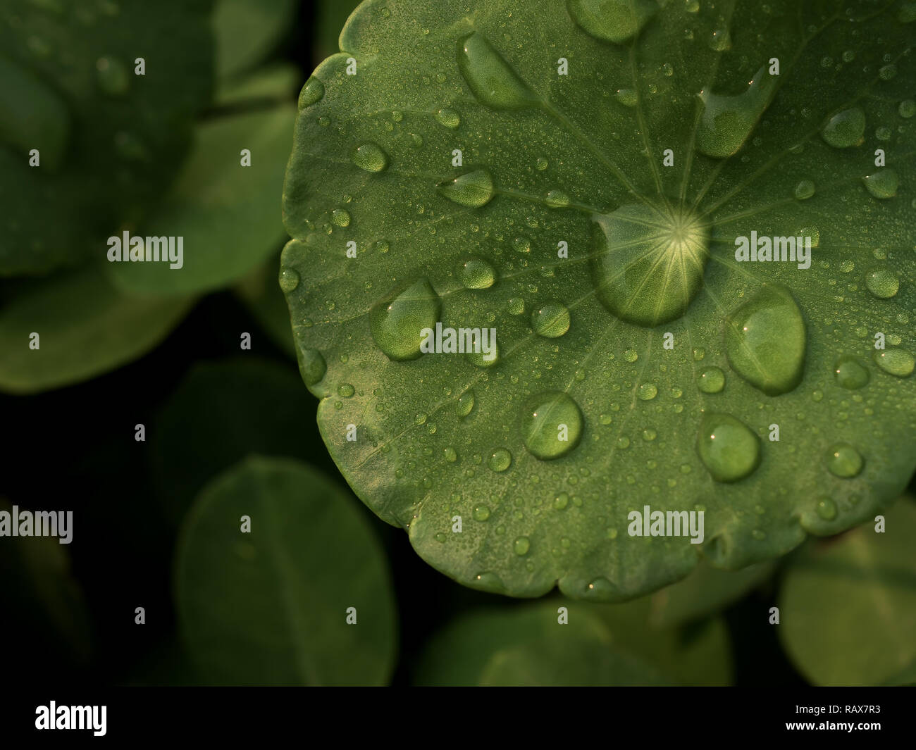 Centella asiatica leaf hi-res stock photography and images - Alamy