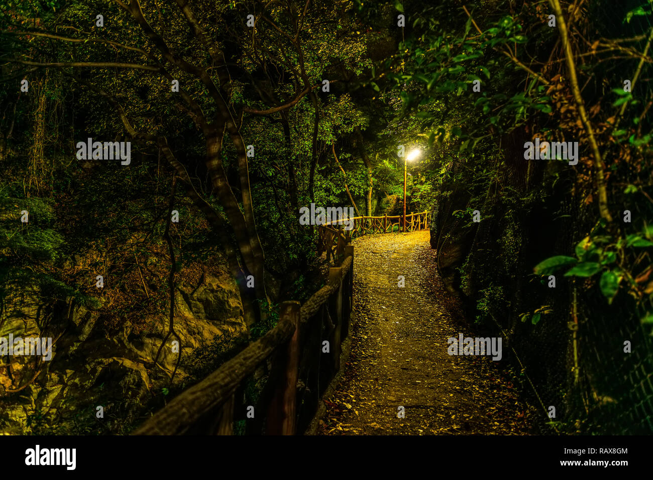 mysterious path with lantern in dark horror forest, fairy tale specific ...