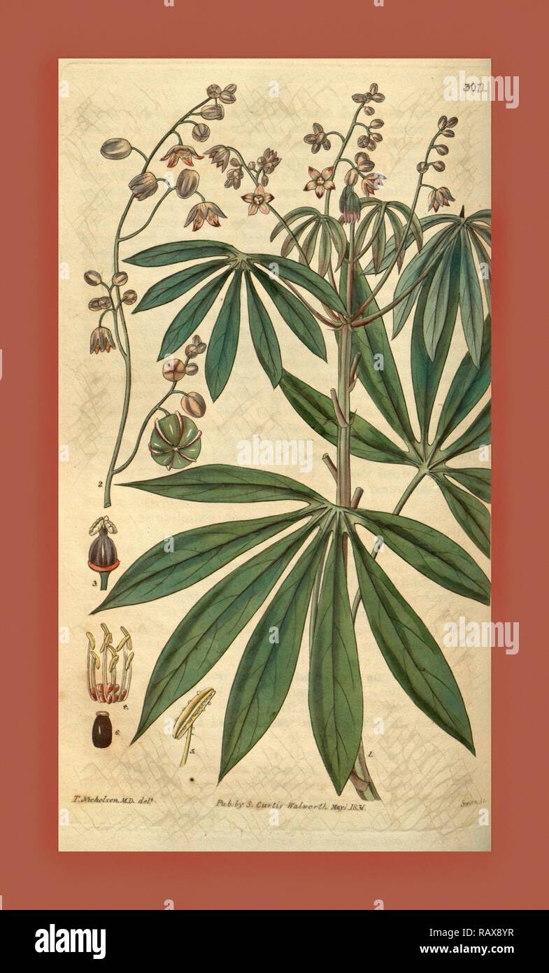 Botanical print or English natural history illustration by Joseph Swan ...