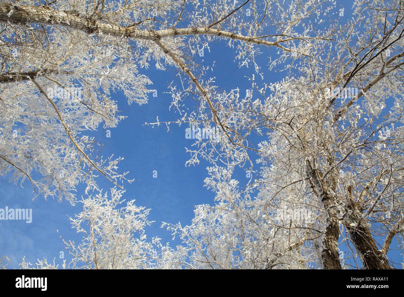 winter landscape, branches of trees in frost Stock Photo - Alamy