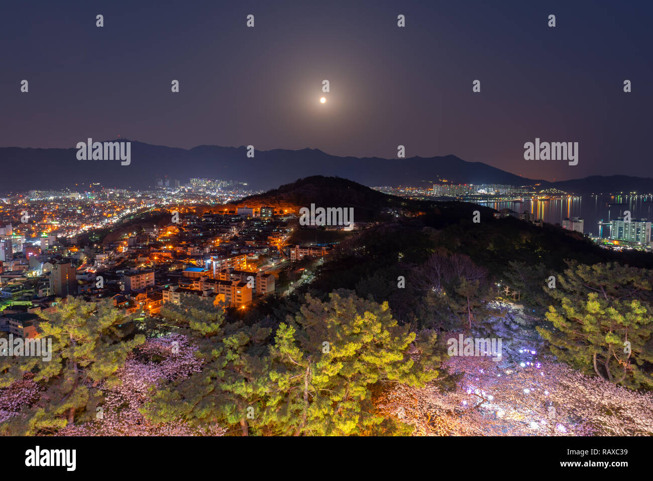 Jinhae korea hi-res stock photography and images - Alamy