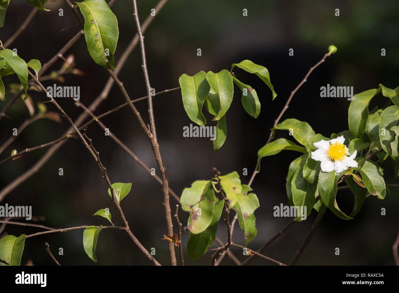 White and Yellow flower name is Fried Egg Tree or Oncoba spinosa Forssk ...