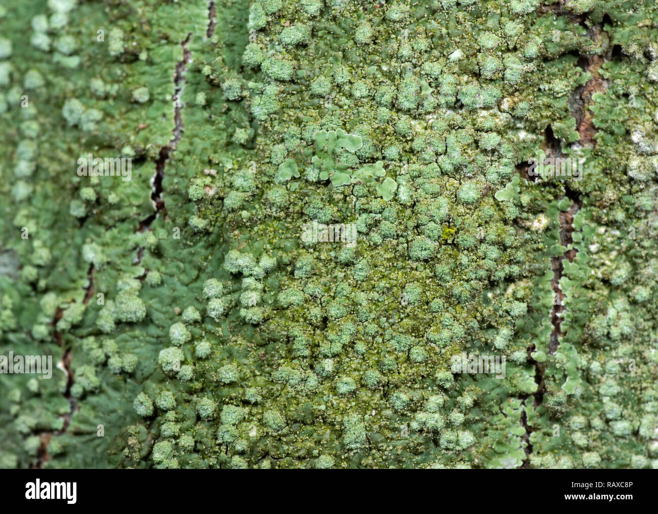 Macro Photography of Crustose lichen on Tree Bark Stock Photo - Alamy