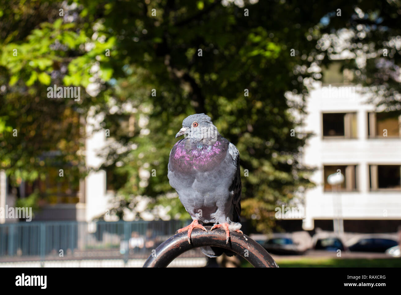 Pigeon with a curious look Stock Photo - Alamy