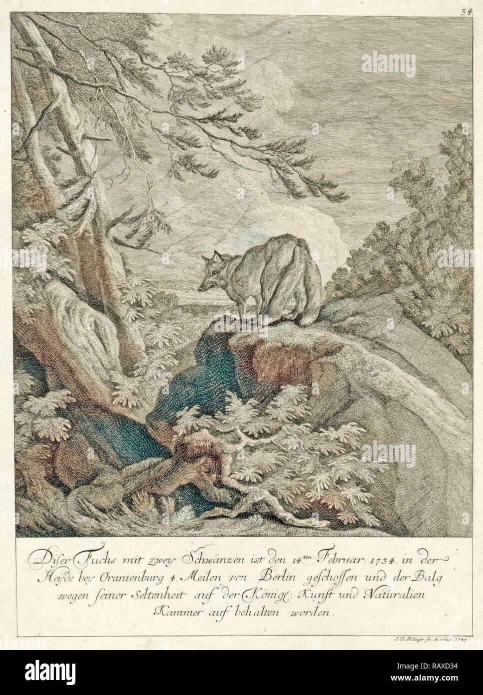 A fox with two tails, Johann Elias Ridinger, 1708 - 1767. Reimagined by ...