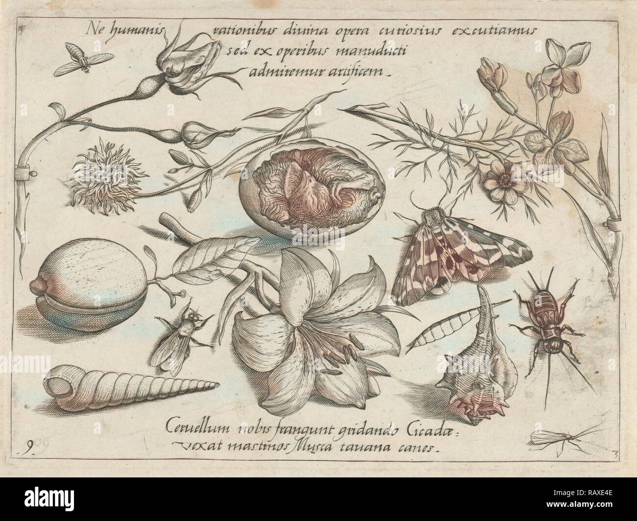 Insects, plants and shells around a chick in an egg, Jacob Hoefnagel ...