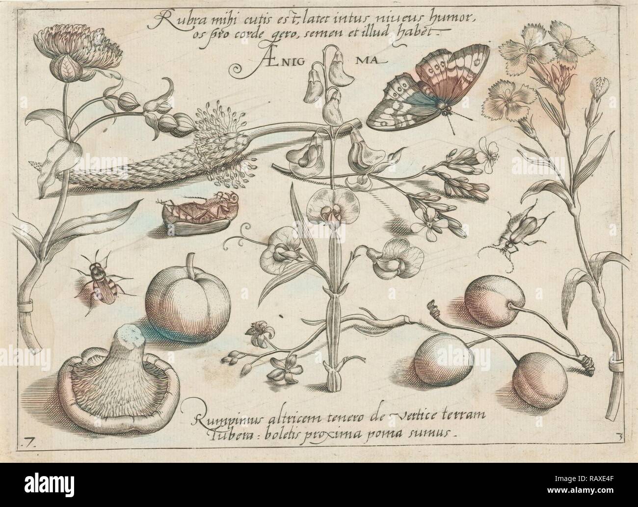 Insects, plants and fruits around a sweet pea, print maker: Jacob ...