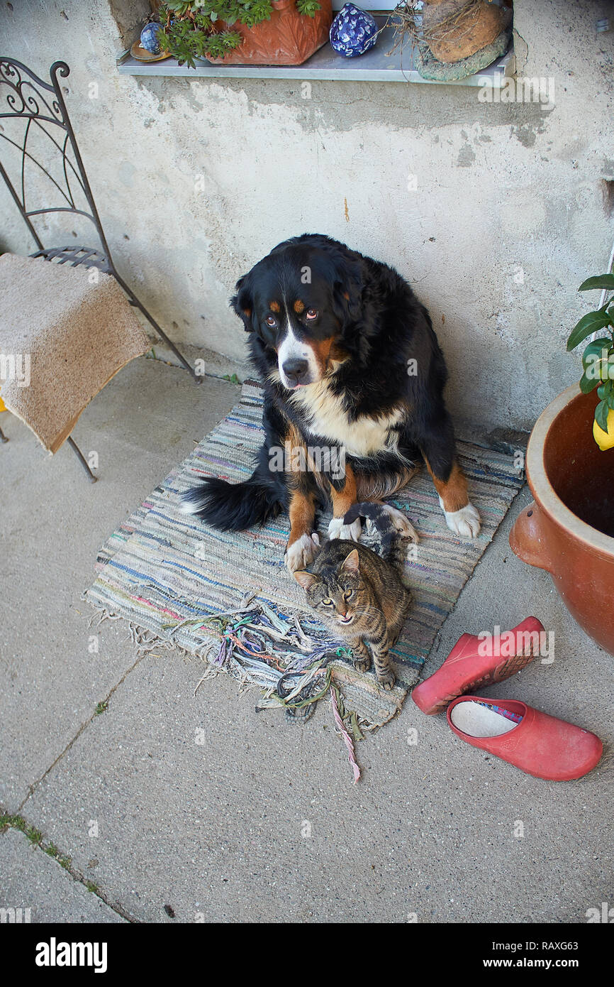 Bernese Mountain Dog with a cat Stock Photo - Alamy