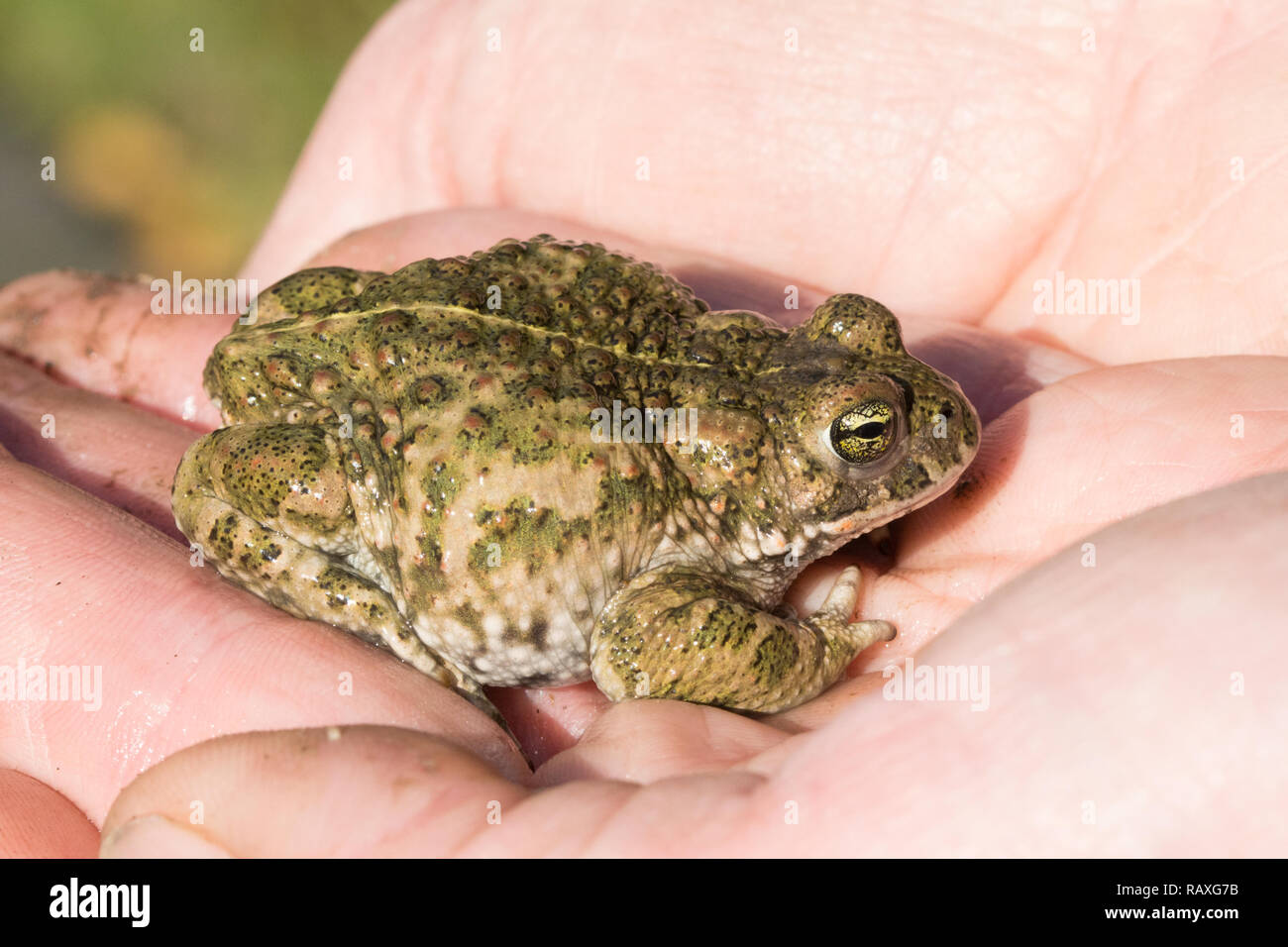 Natterjack toad (Epidalea calamita), UK, in the hand Stock Photo - Alamy