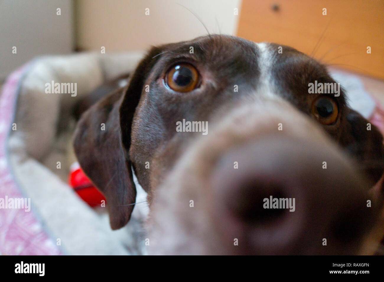 Dog smell funny hi-res stock photography and images - Alamy