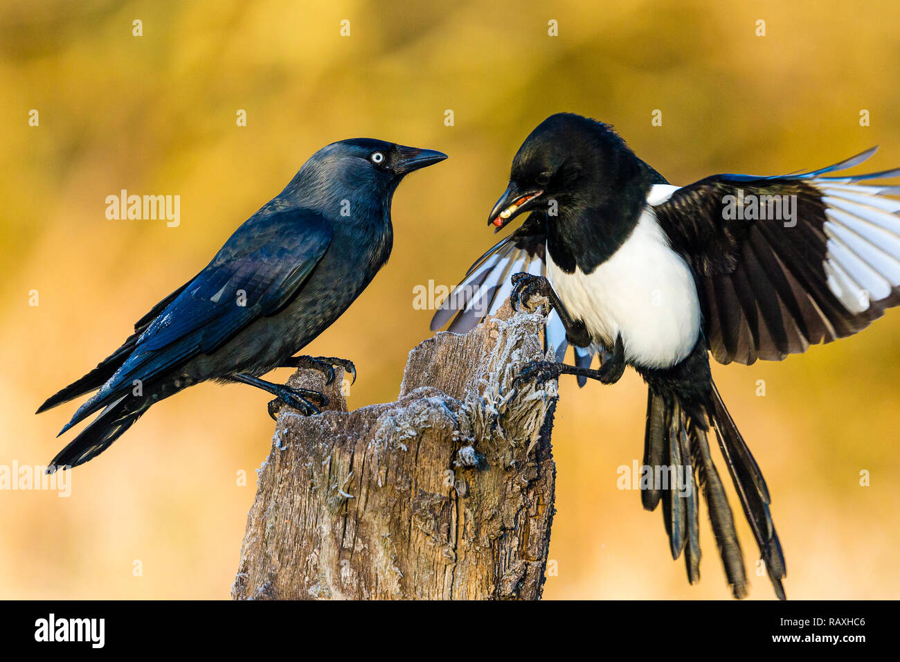 Jackdaw and magpie squabbling at a feeding area in mid Wales Stock ...