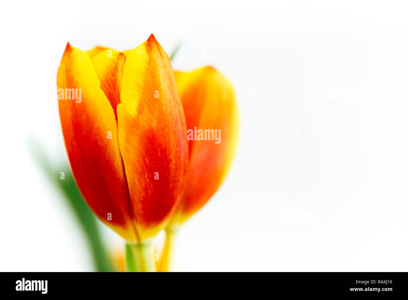 Depth selective Cut Out Stock Images & Pictures - Alamy