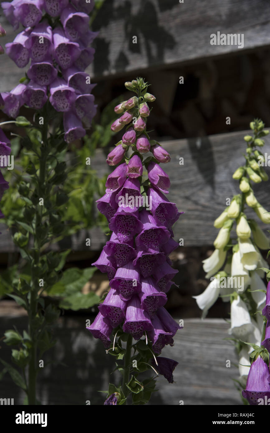 Digitalis blumen hi-res stock photography and images - Alamy
