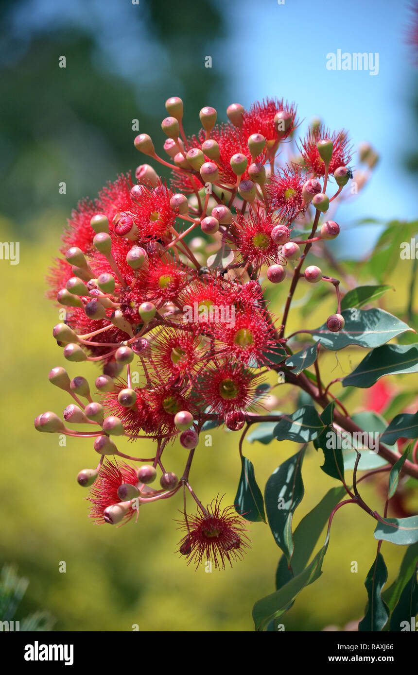 Red flowering gum tree hi-res stock photography and images - Alamy