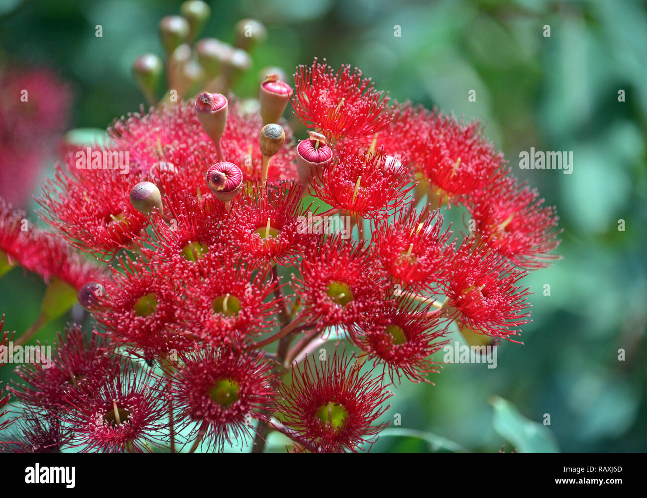 Red flowering gum tree blossoms, Corymbia ficifolia Wildfire, Family ...