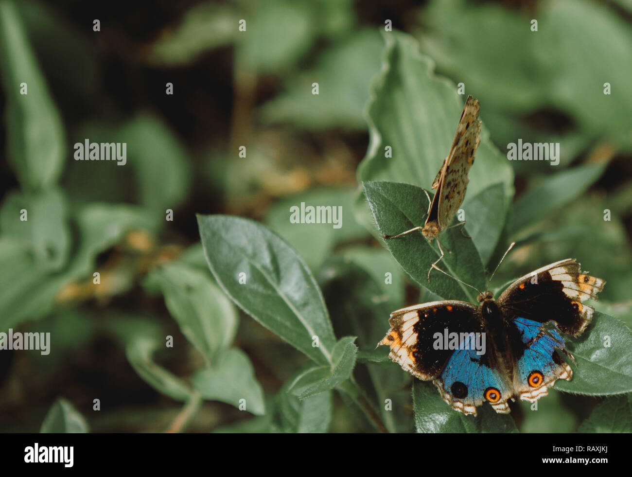 nature tell the truth Stock Photo - Alamy